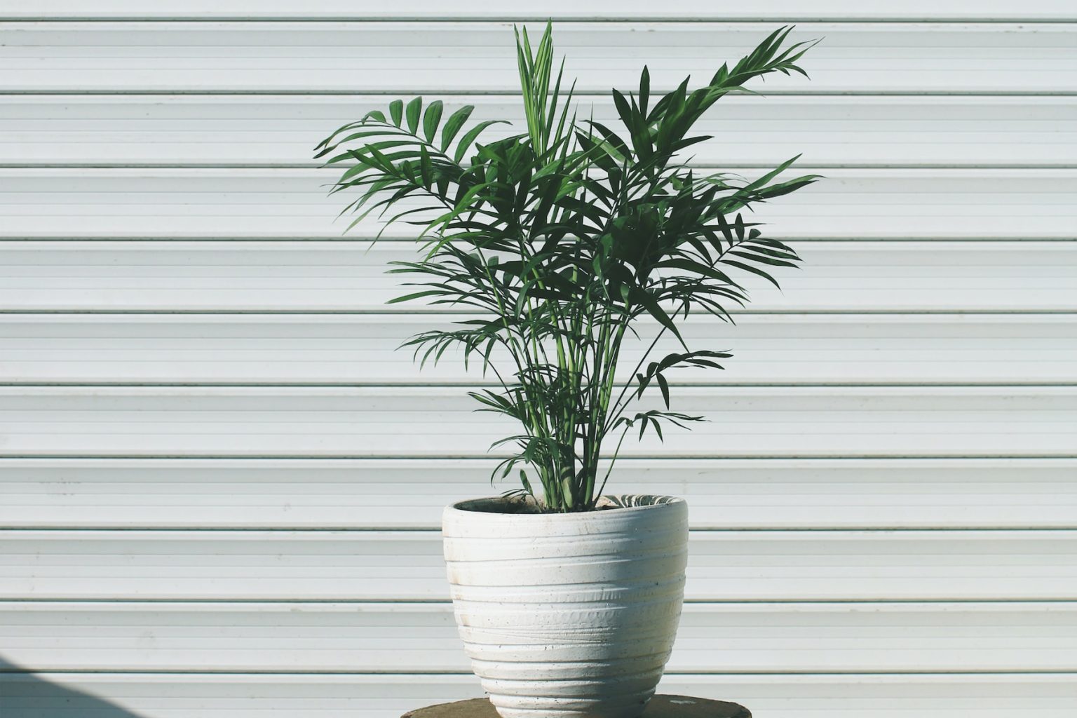 Cum se planteaza si cum se creste un palmier de tip bambus?