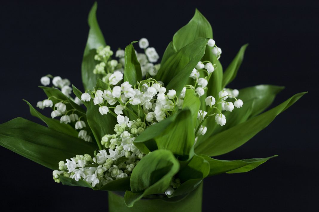 Cum se planteaza lacramioarele?