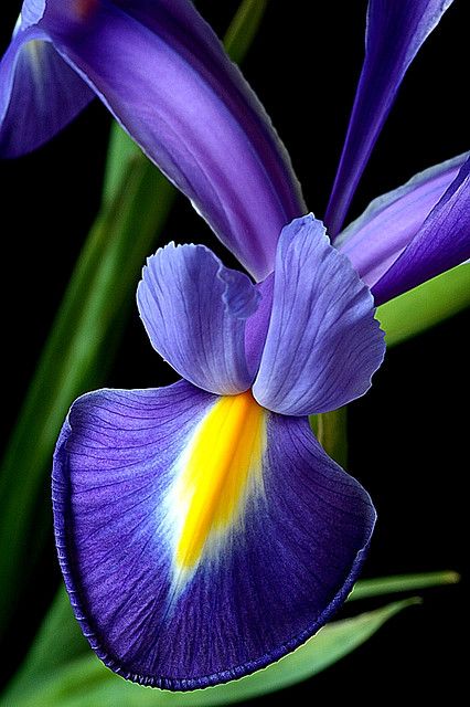 Irisul – o planta fermecatoare cu o culoare plina de viata